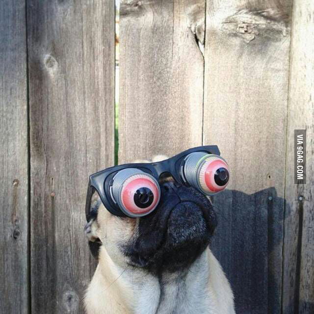 Badass pug wears awesome eyewear - 9GAG