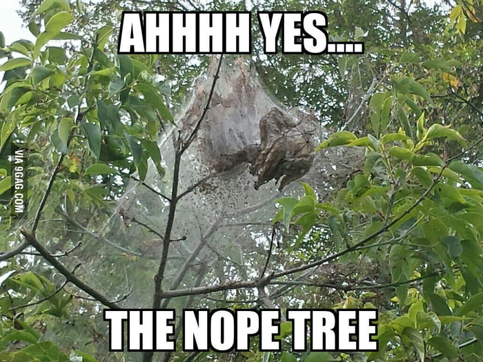 The nope tree - 9GAG
