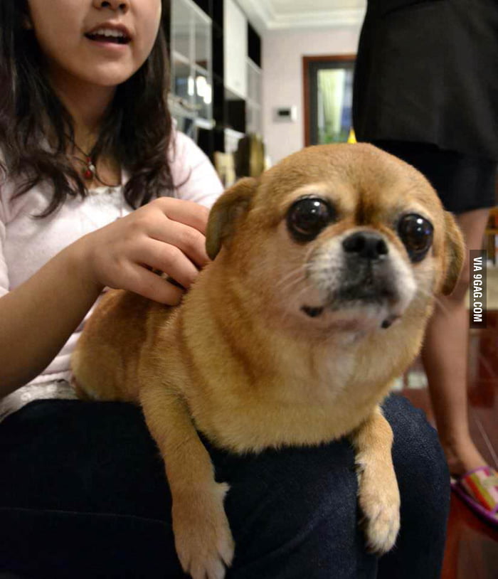 Jake in real life - 9GAG