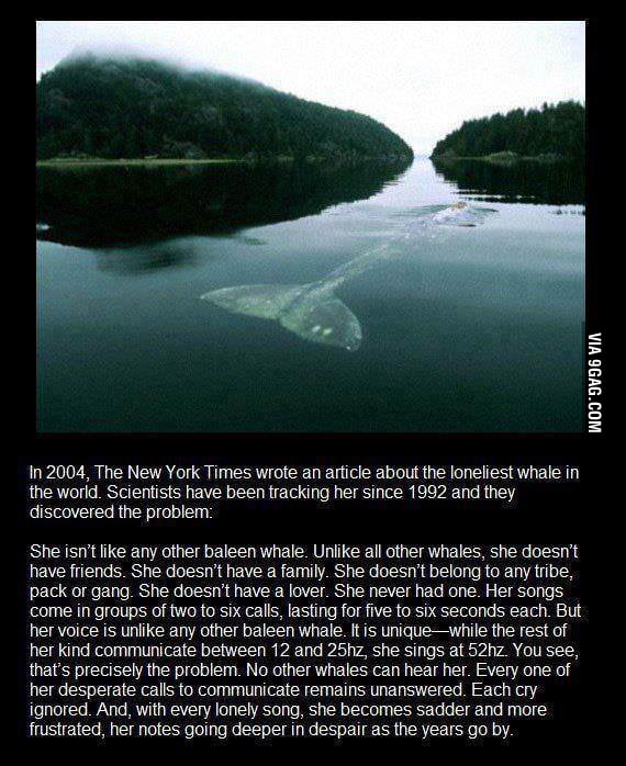 Forever alone level : Whale - 9GAG