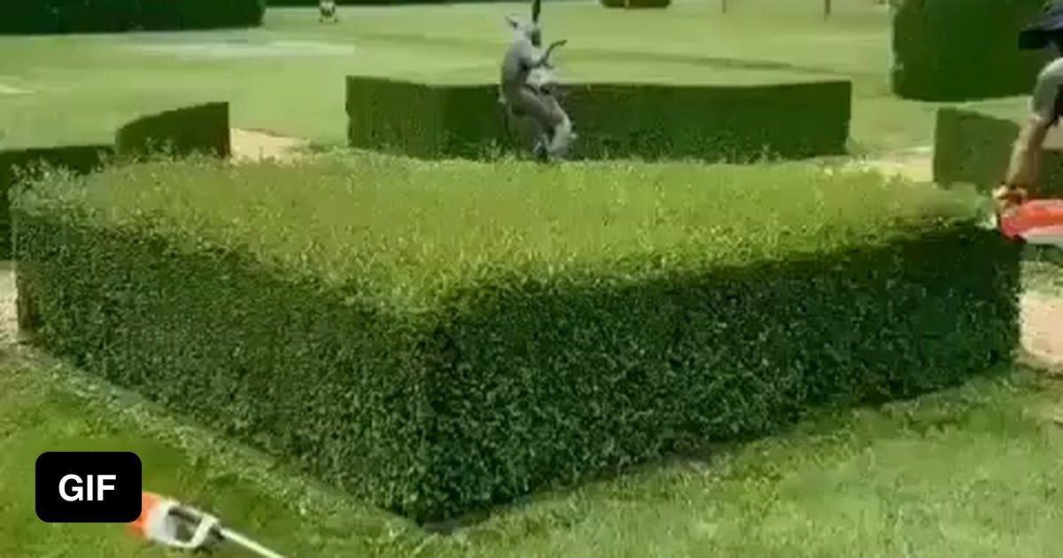 Perfectly shaped cut - 9GAG