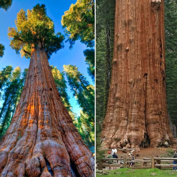 LARGEST TREE IN THE WORLD Location: Giant Forest of Sequoia National ...