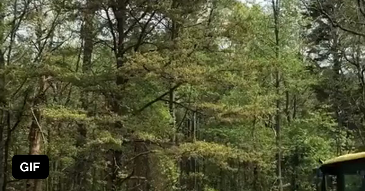 How bad can be the pollen situation? This short video captured by Ed ...