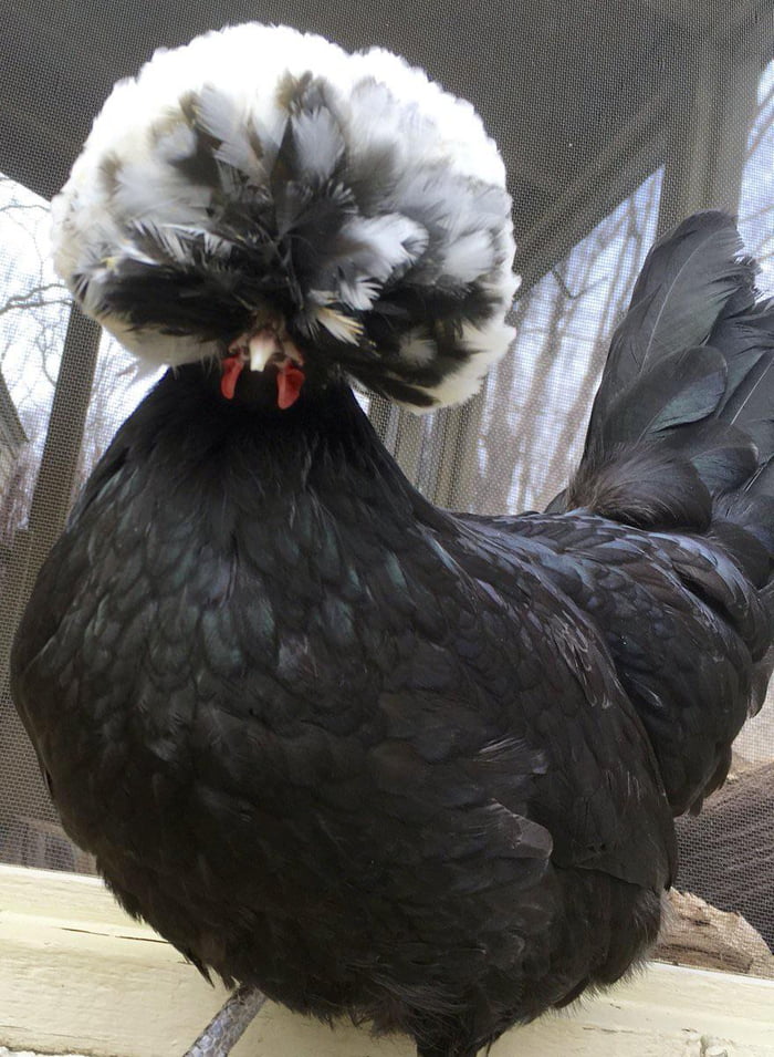 Afro chicken - Harbinger of the funk - 9GAG