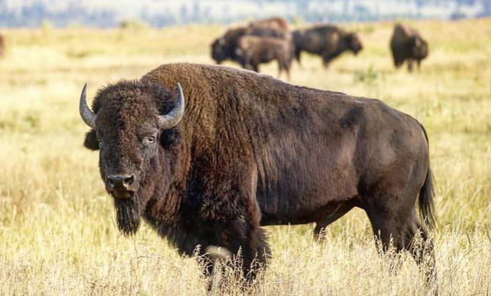 This is a valid sentence, Look it up: Buffalo Buffalo buffalo Buffalo ...