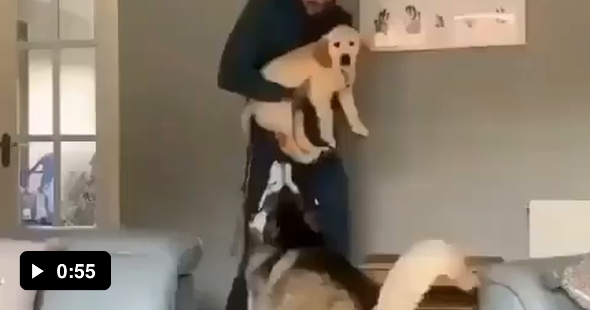 Welcome home pupper - 9GAG