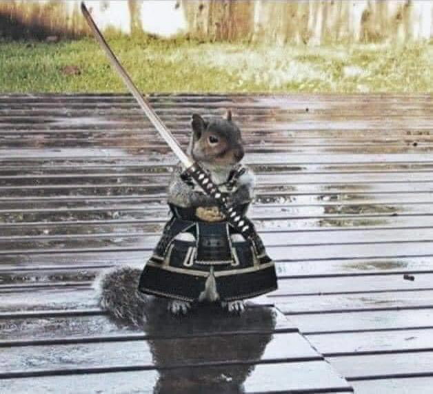 The Armored Squirrel, defender of the Nut Empire. - 9GAG