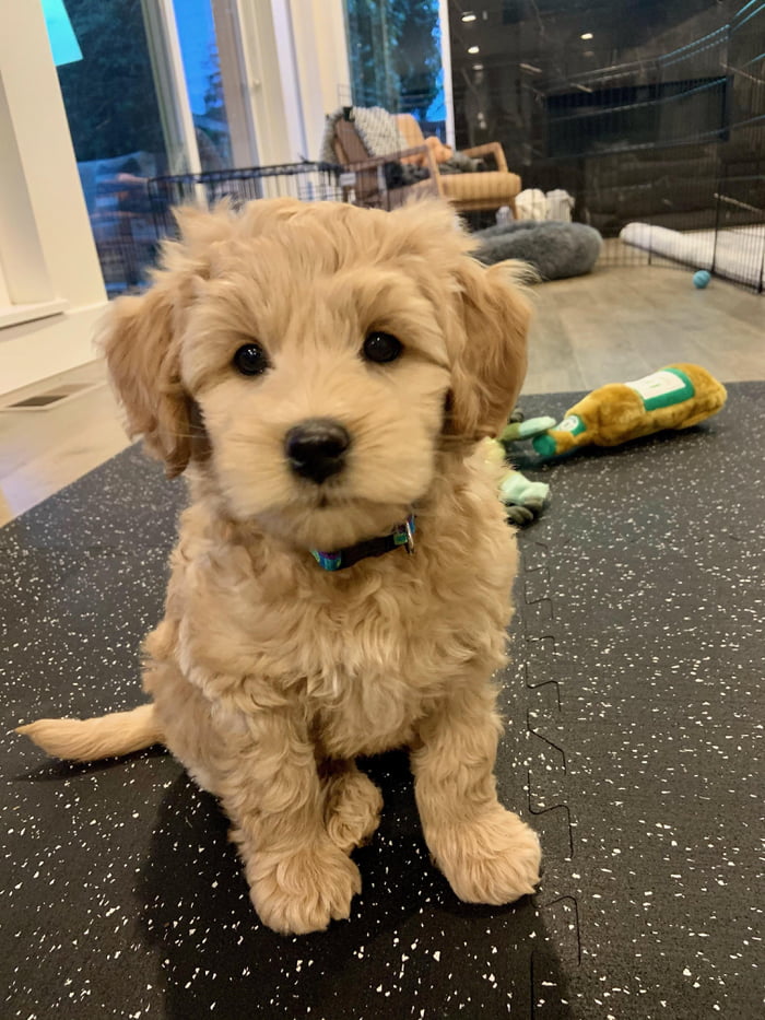 Meet Leo, 8 week old labradoodle - 9GAG