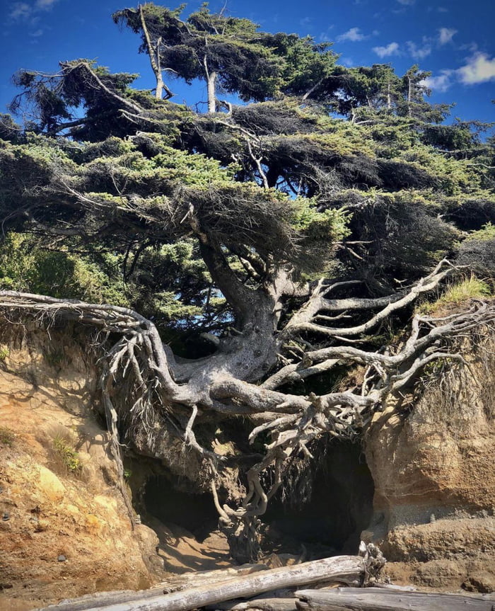 Tree of Life at Kalaloch Beach in WA - 9GAG