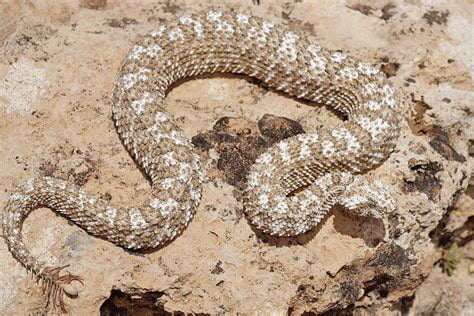 Look at this magnificent Persian Viper. The tail looks like a bug and ...
