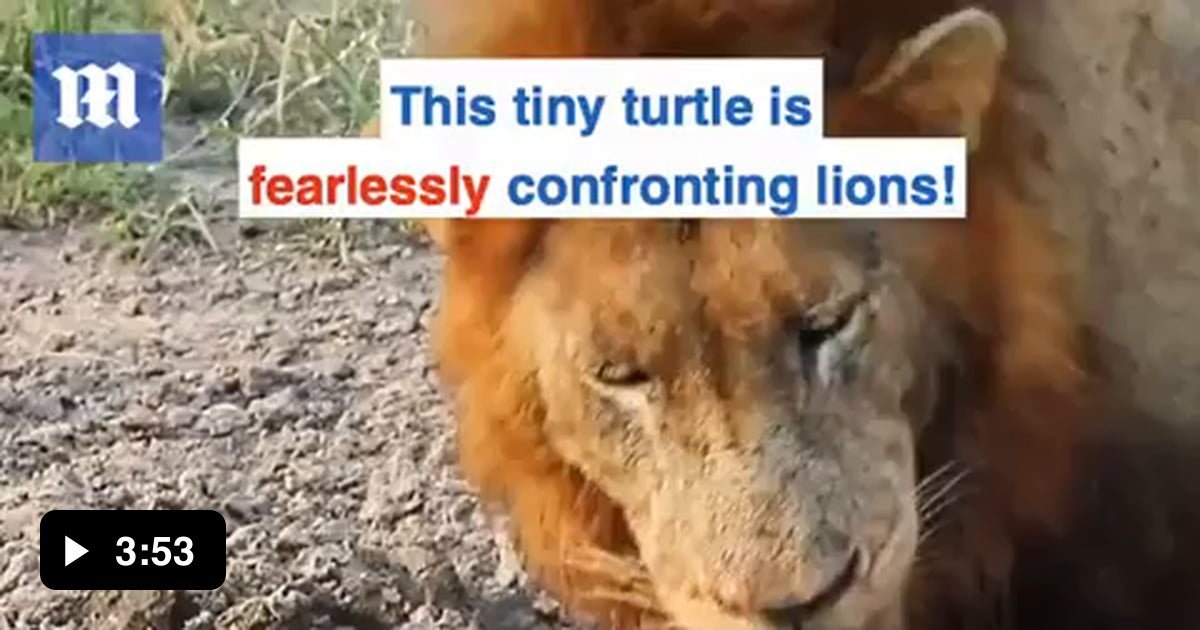 Turtle Vs Lions - 9GAG