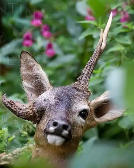 This deers antler grew downward and deformed the skull. The antler ...