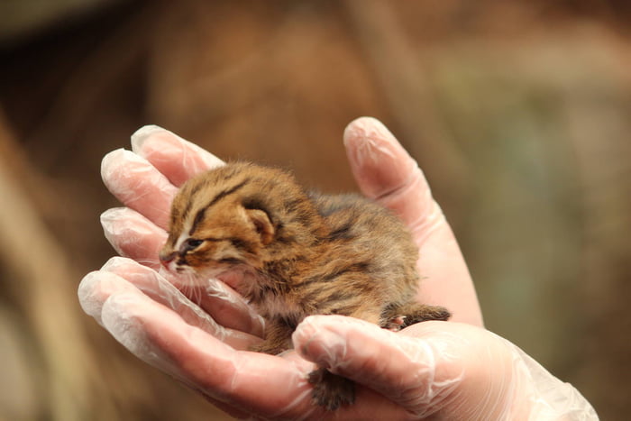 A rusty spotted cat kitten. Adults grow to a max weight of 3.5 pounds ...