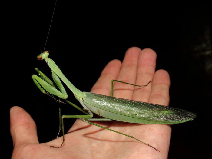This is how big the largest species of praying mantis is - 9GAG