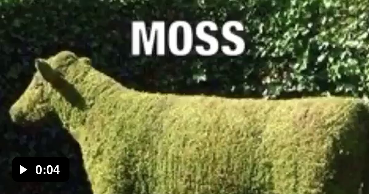 MOSS COW - 9GAG