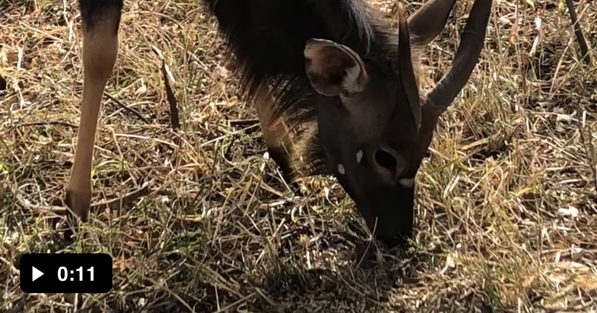 Nyala eating grass - 9GAG