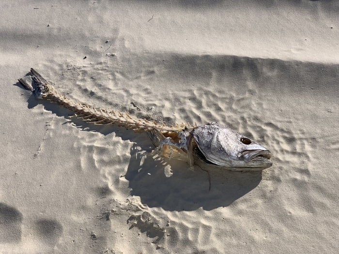 Any fishermen out there who can identify this fish? It was big. 65cm ...