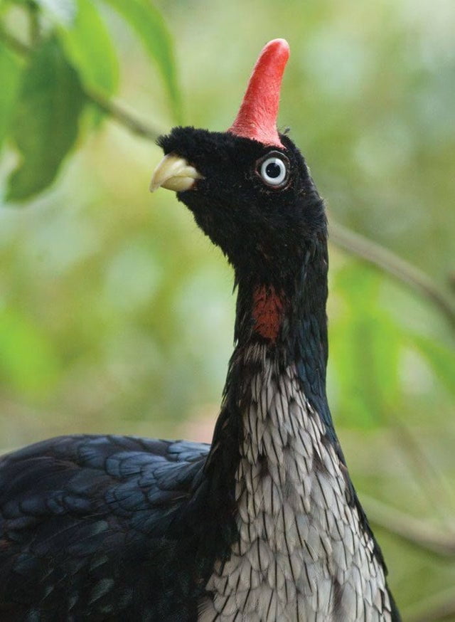 The horned guan, native to parts of Central America, has a rather ...