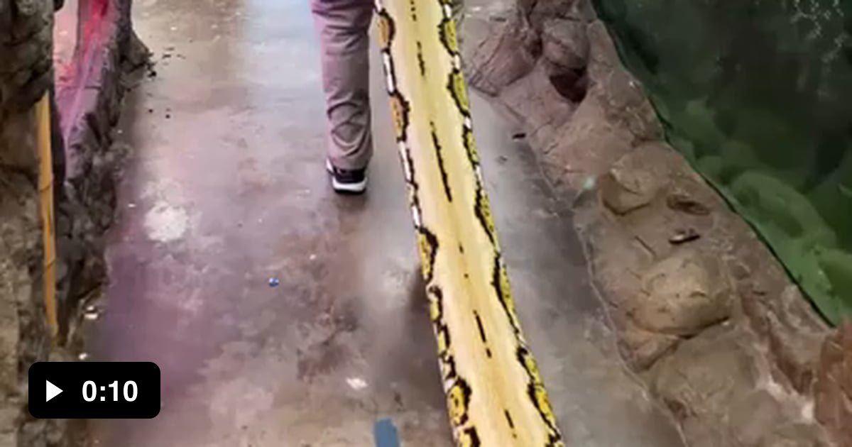 When no one is around to help move a 22 foot, 250lb snake you do it the ...