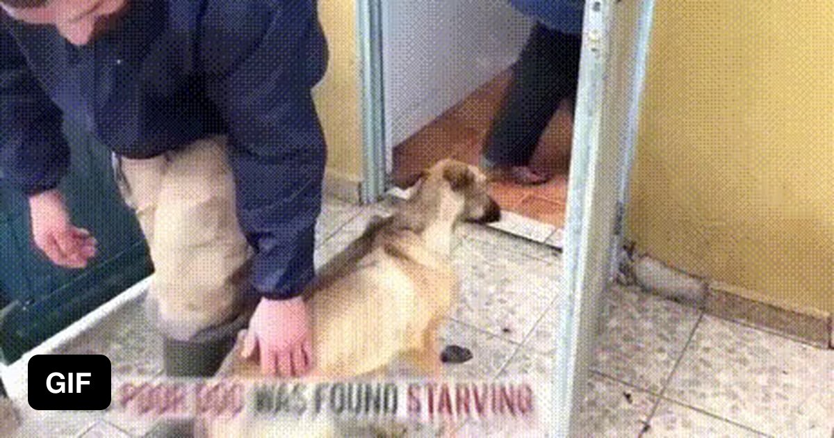 Man rescues and adopts a starving dog - 9GAG