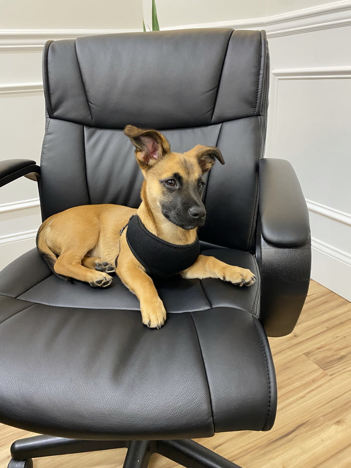 New Doggo. Brought him to work today, coworkers loved him. - 9GAG
