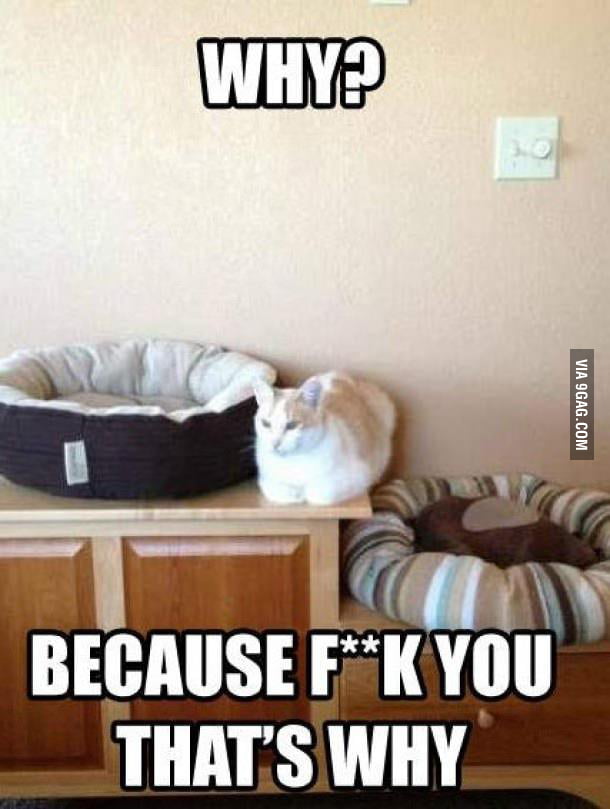 Damn Cats - 9GAG