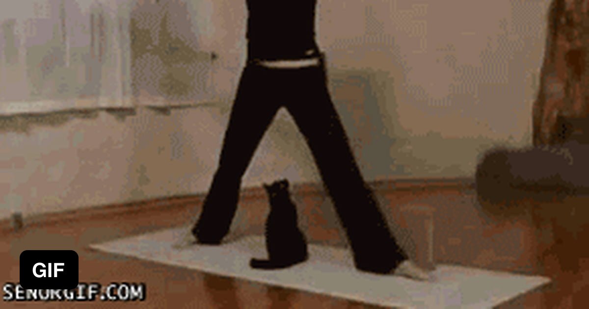 Give me that fish! I can smell it - 9GAG