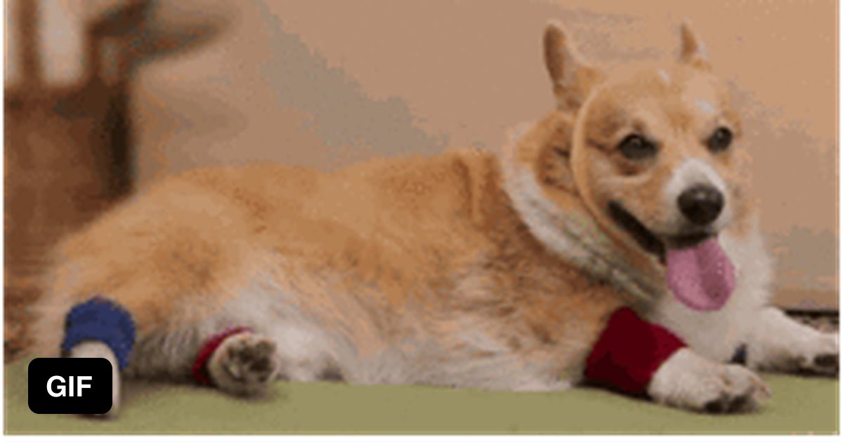 Pilates Corgi - 9GAG