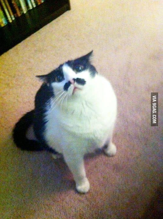 My brother's cat is named "Stache" - 9GAG
