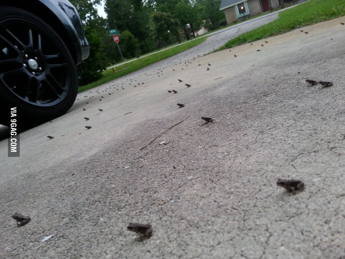 After a lot of rain here in FL these baby frogs appeared. They eerily ...