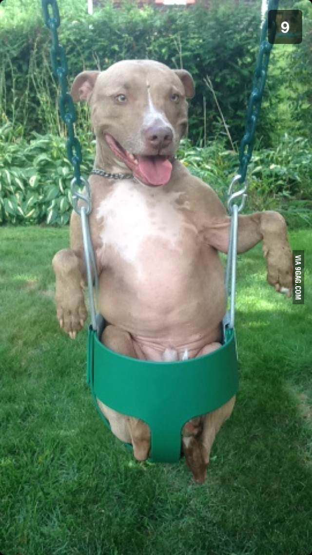 My friend's going through a rough patch, and his dog makes him happy. Suffices to say, he makes ...