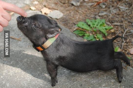 So I was looking through my old pictures of my pig, Pumbaa, when ...