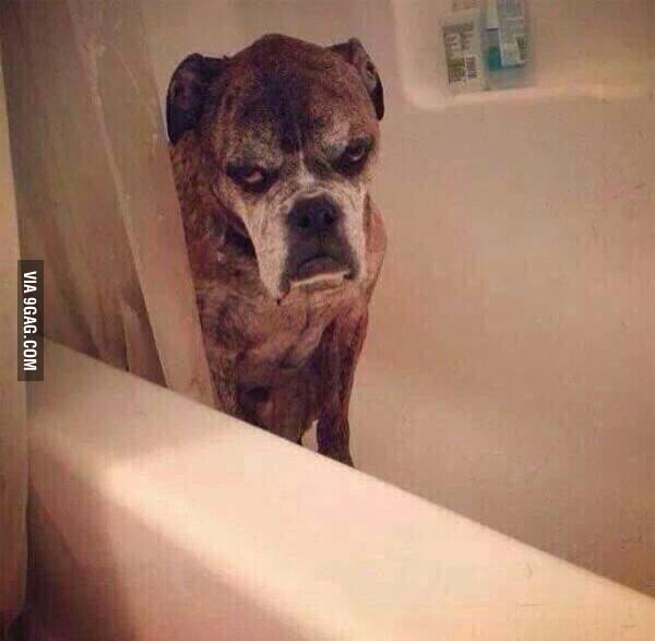 This dog looks like Samuel L. Jackson when he first saw Django - 9GAG
