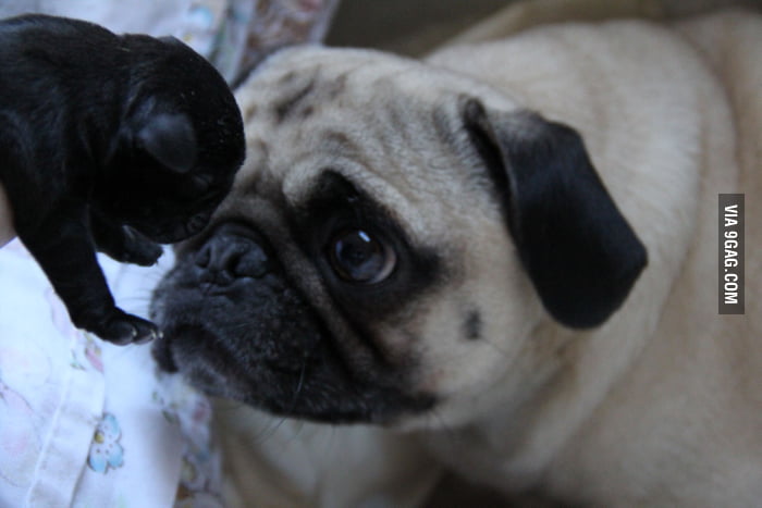 Mama pug taking a first look at her little pup. The purest love. - 9GAG