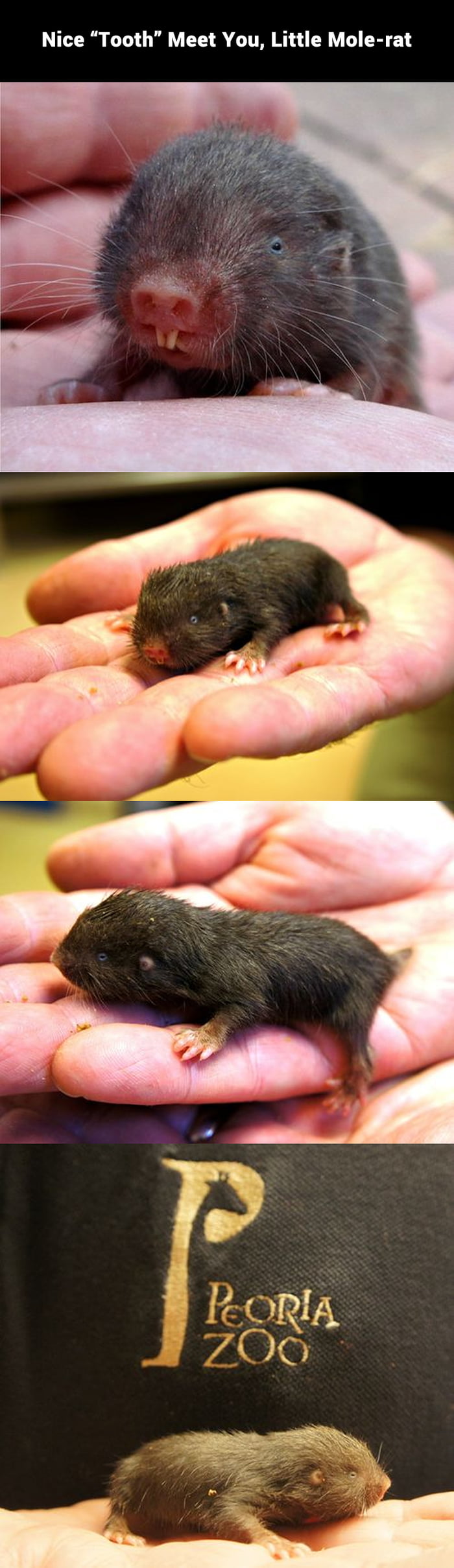 A Giant Zambian Mole-rat pup born is the first surviving second ...