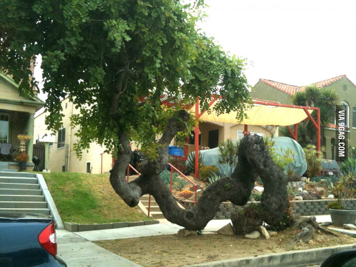 Go home, tree. You're drunk. - 9GAG