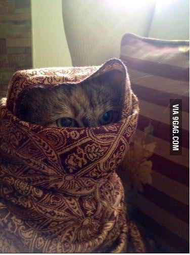 Ninja arab cat FTW! - 9GAG