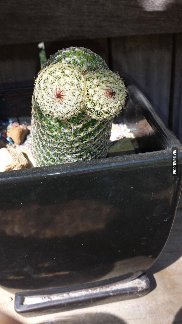 My cactus fell over and broke. Grew back better than expected - 9GAG
