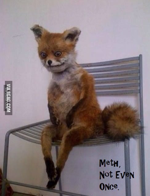 What does the fox say? Meth Not Even Once... - 9GAG