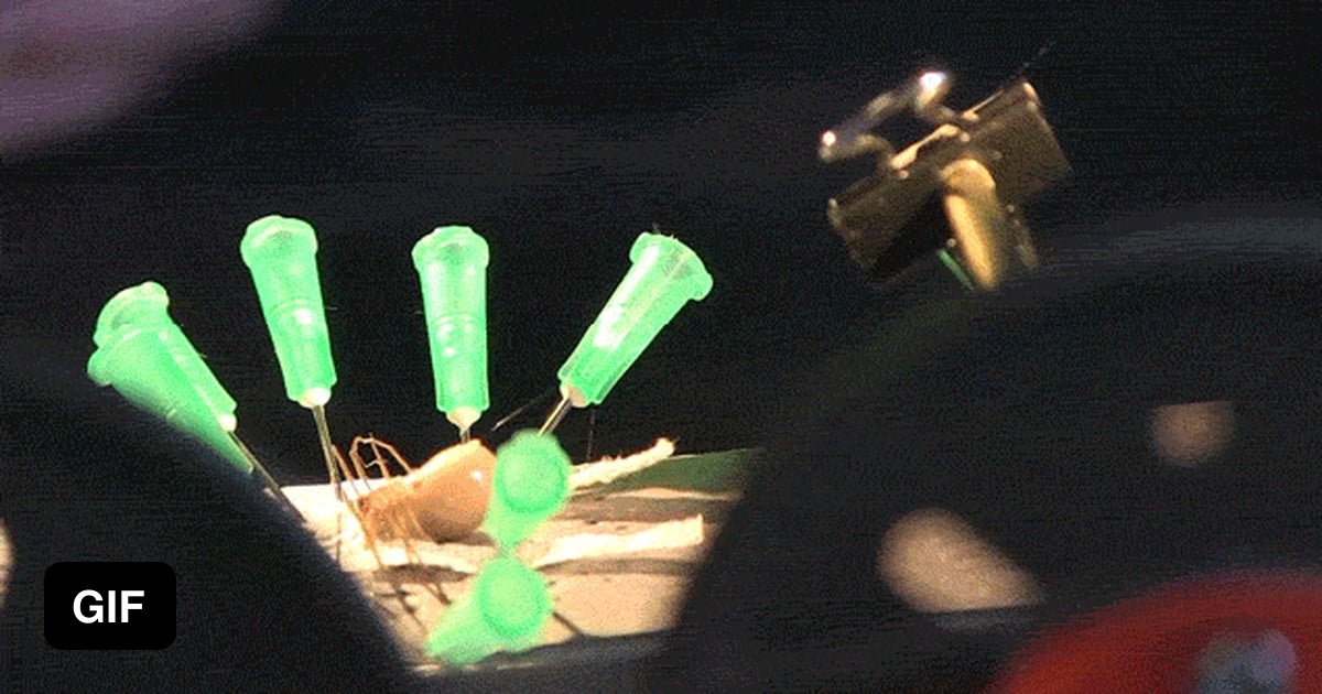 Spider Silk Farming - 9GAG