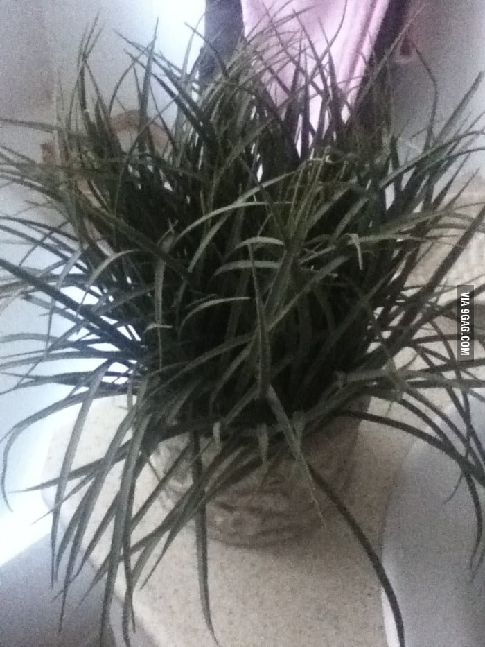 I've been watering this for 6 years. My mum just told me it's plastic ...