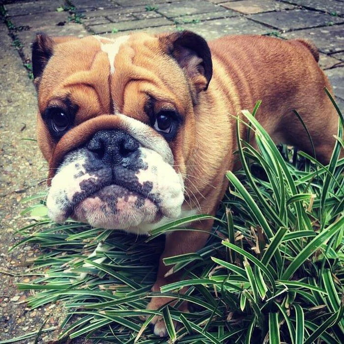 My beautiful bulldog in his favourite bush. - 9GAG