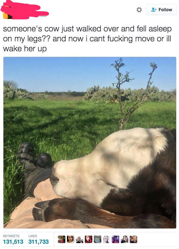 Is this how you get a cow? - 9GAG