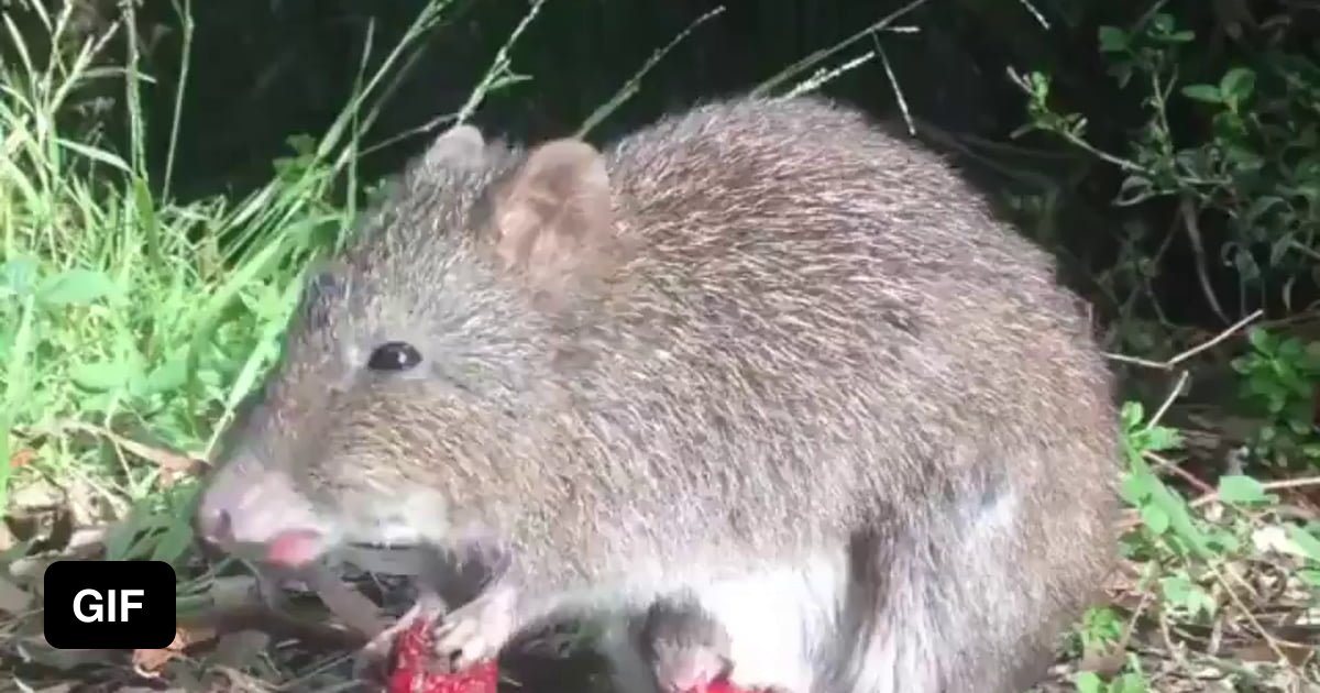 A mother and baby potoroo enjoying strawberries together in the ...