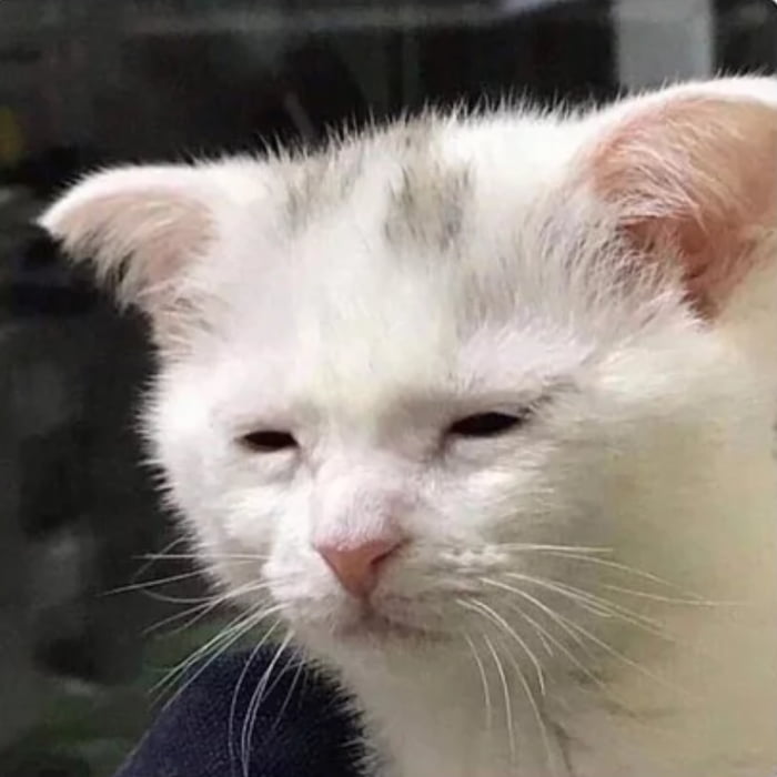 I need better cat memes - 9GAG