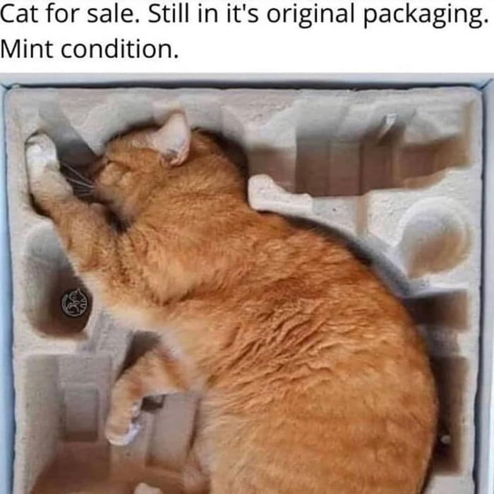 Perang meme kucing, mulai... - 9GAG