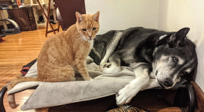 Remember us? Grumpy old men (16, 11) reunited over the Rainbow Bridge ...