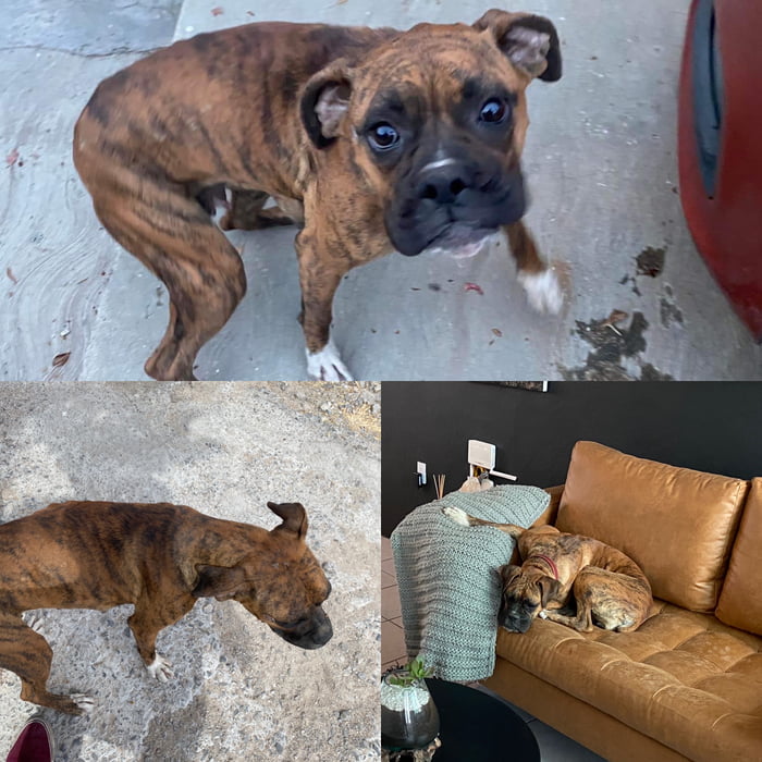 From the streets begging for food… to a cozy couch - 9GAG