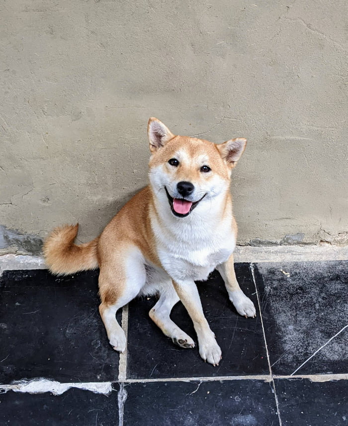 Shiboo wishes you a good day! - 9GAG