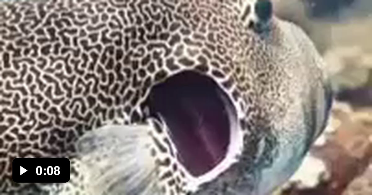 What does the fish say... - 9GAG